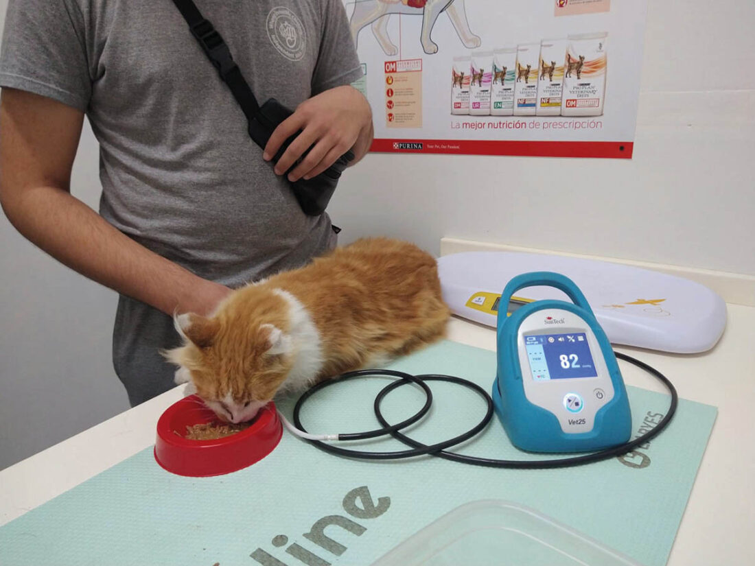 Cat Friendly, una tendencia federal y en crecimiento - Mi Negocio ...